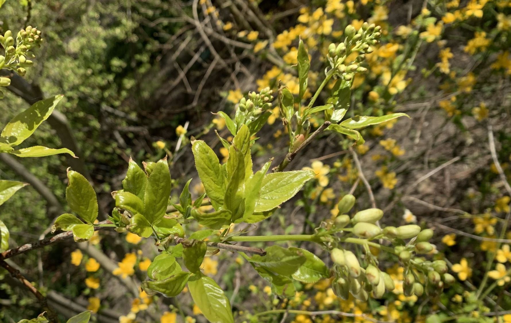 Staphylea colchica - Kaukasische pimpernoot, Colchis bladdernut ...
