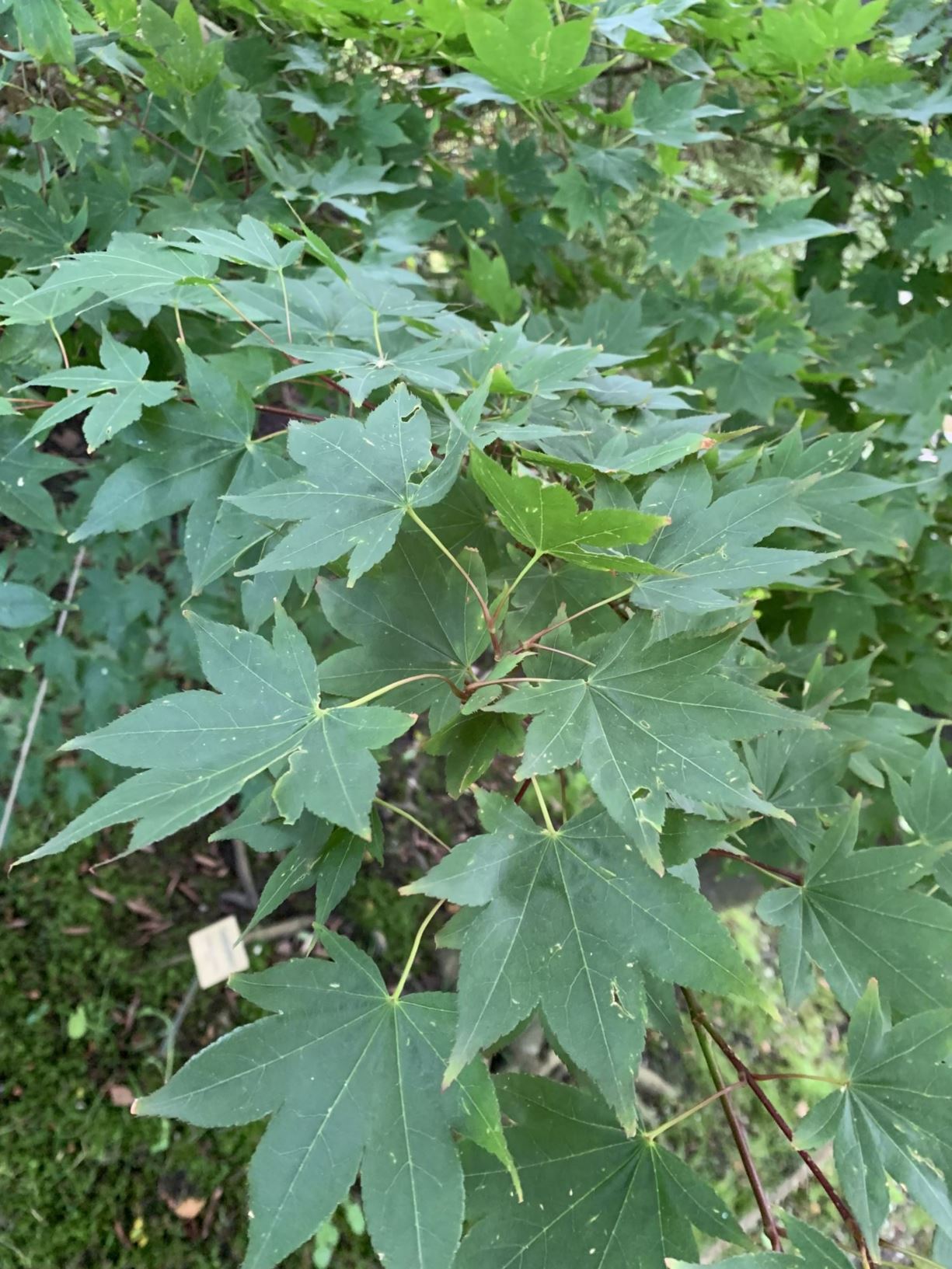 Acer palmatum 'Satsuki-Beni' - Satsuki beni Japanese Maple | Hortus ...