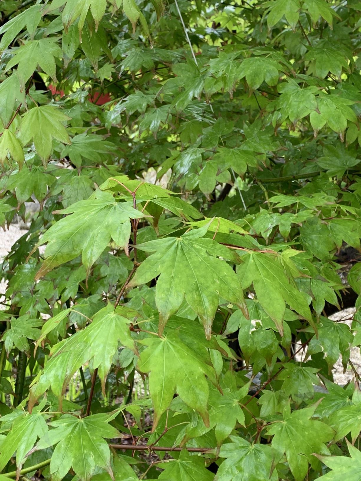Acer palmatum 'Satsuki-Beni' - Satsuki beni Japanese Maple | Hortus ...