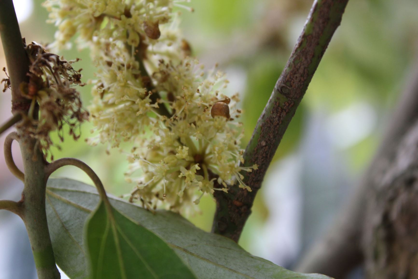 Neolitsea sericea - 舟山新木姜子 zhou shan xin mu jiang zi | Hortus Botanicus ...