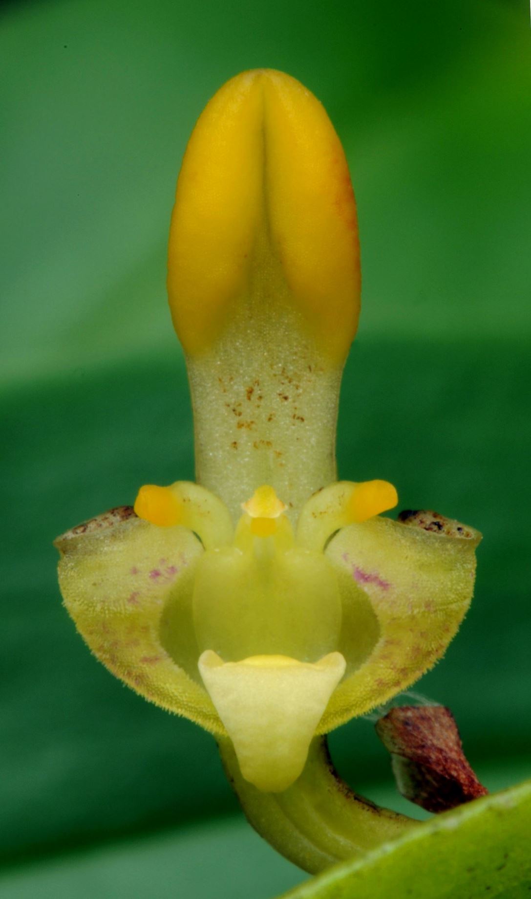 Bulbophyllum falcatum | Hortus Botanicus Leiden, Netherlands