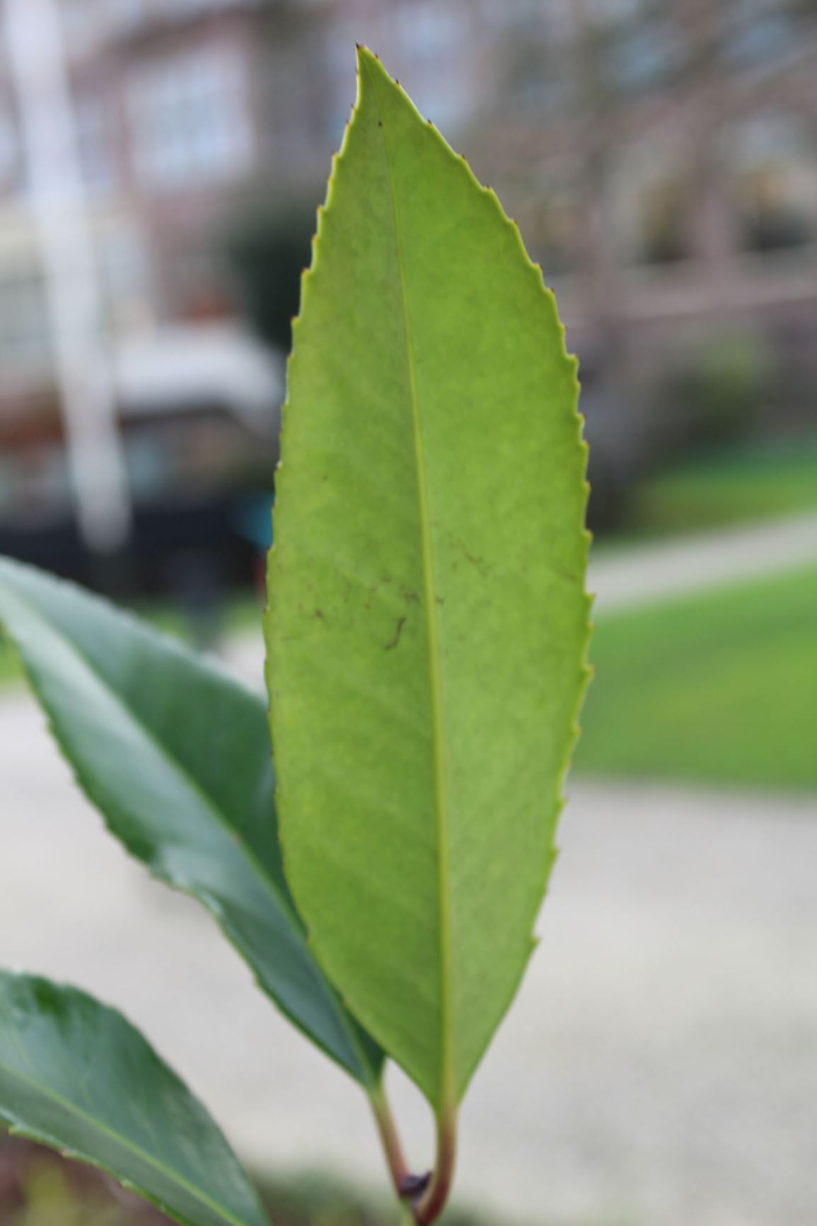 Ilex latifolia - Tarajo, 大叶冬青 dà yè dōng qīng | Hortus Botanicus Leiden ...