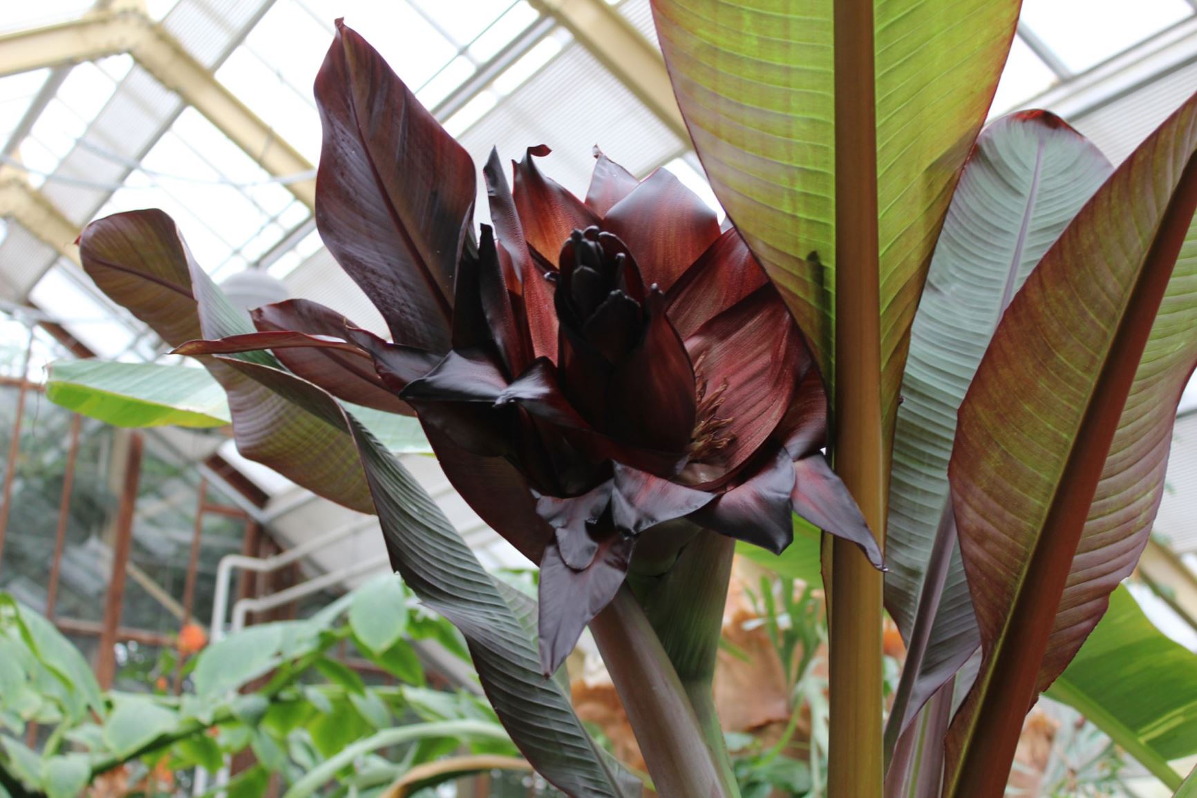 Ensete ventricosum 'Maurelii' | Hortus Botanicus Leiden, Netherlands