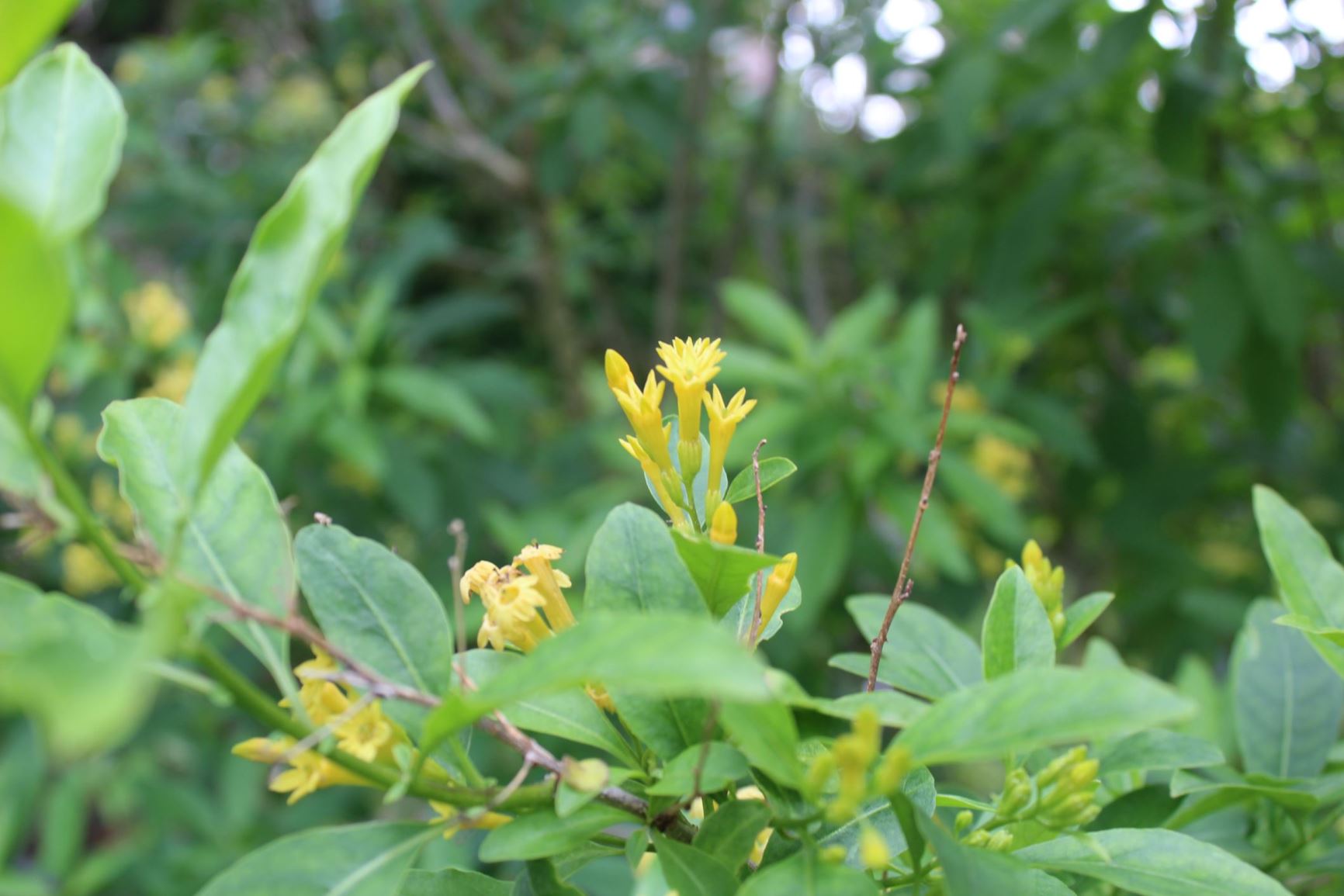 Cestrum parqui - Wilgjasmijn, Willow-leaved jessamine, palquí | Hortus ...
