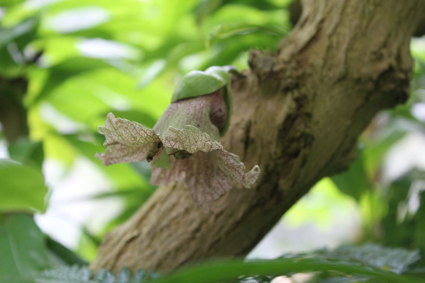 Crescentia cujete - Kalebasboom, Calabash; Tree Calabash | Hortus ...