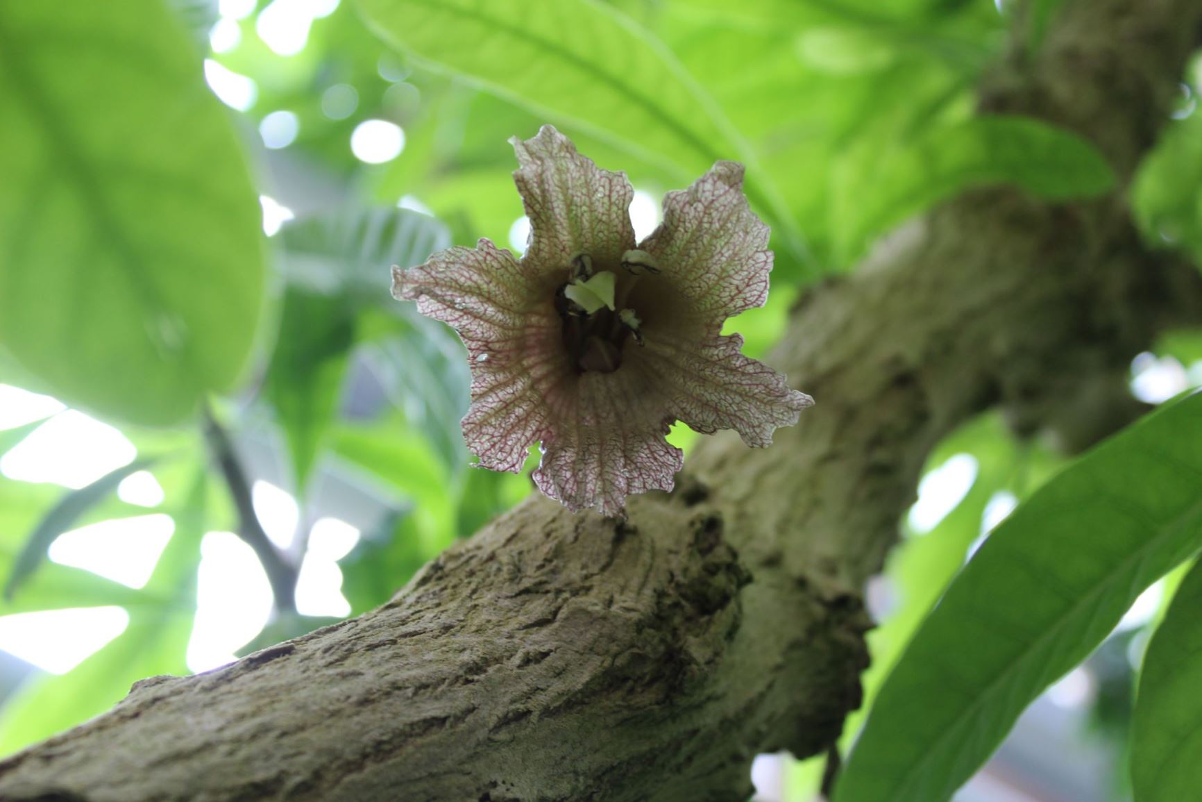 Crescentia cujete - Kalebasboom, Calabash; Tree Calabash | Hortus ...