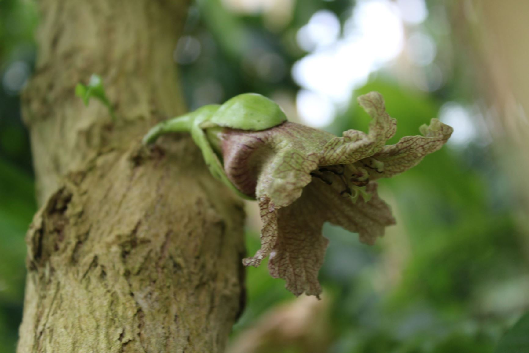 Crescentia cujete - Kalebasboom, Calabash; Tree Calabash | Hortus ...