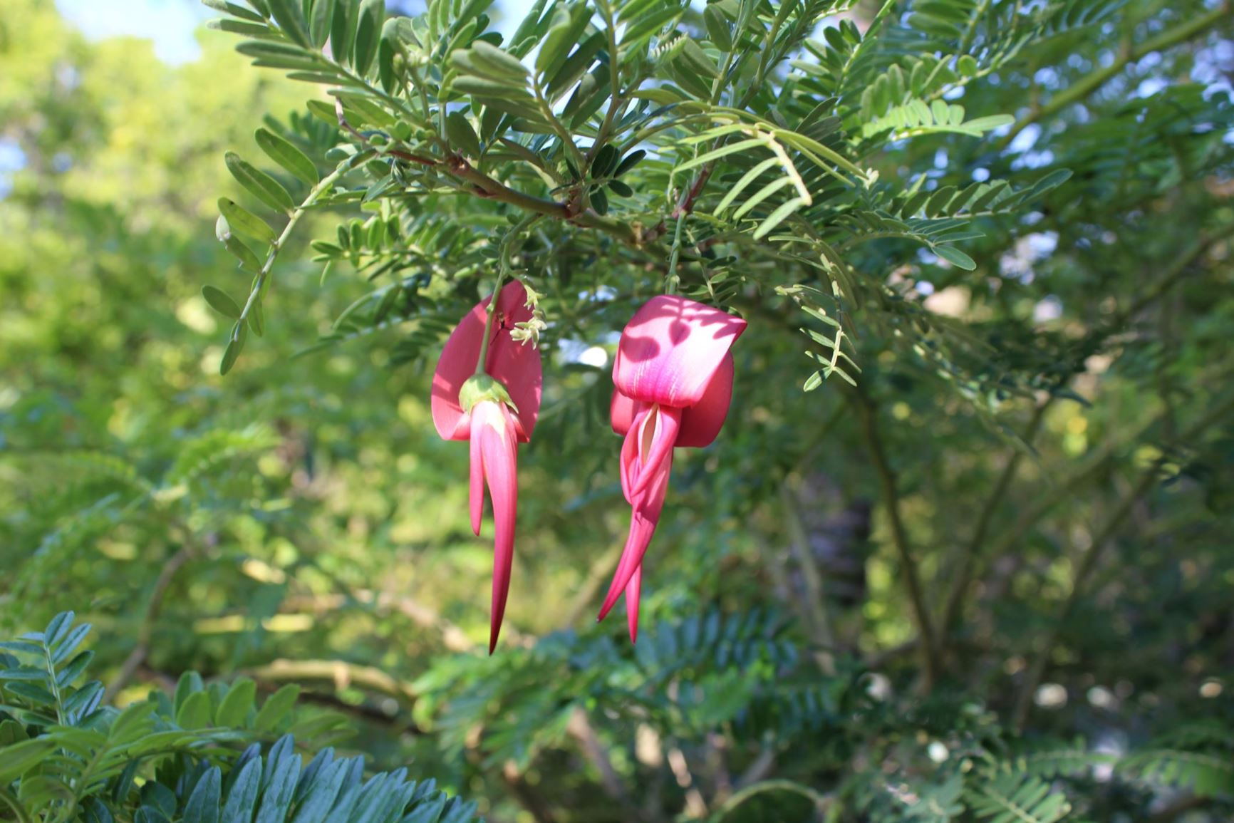 Clianthus puniceus - Papegaaiensnavel, kaka beak, Kōwhai ngutukākā ...