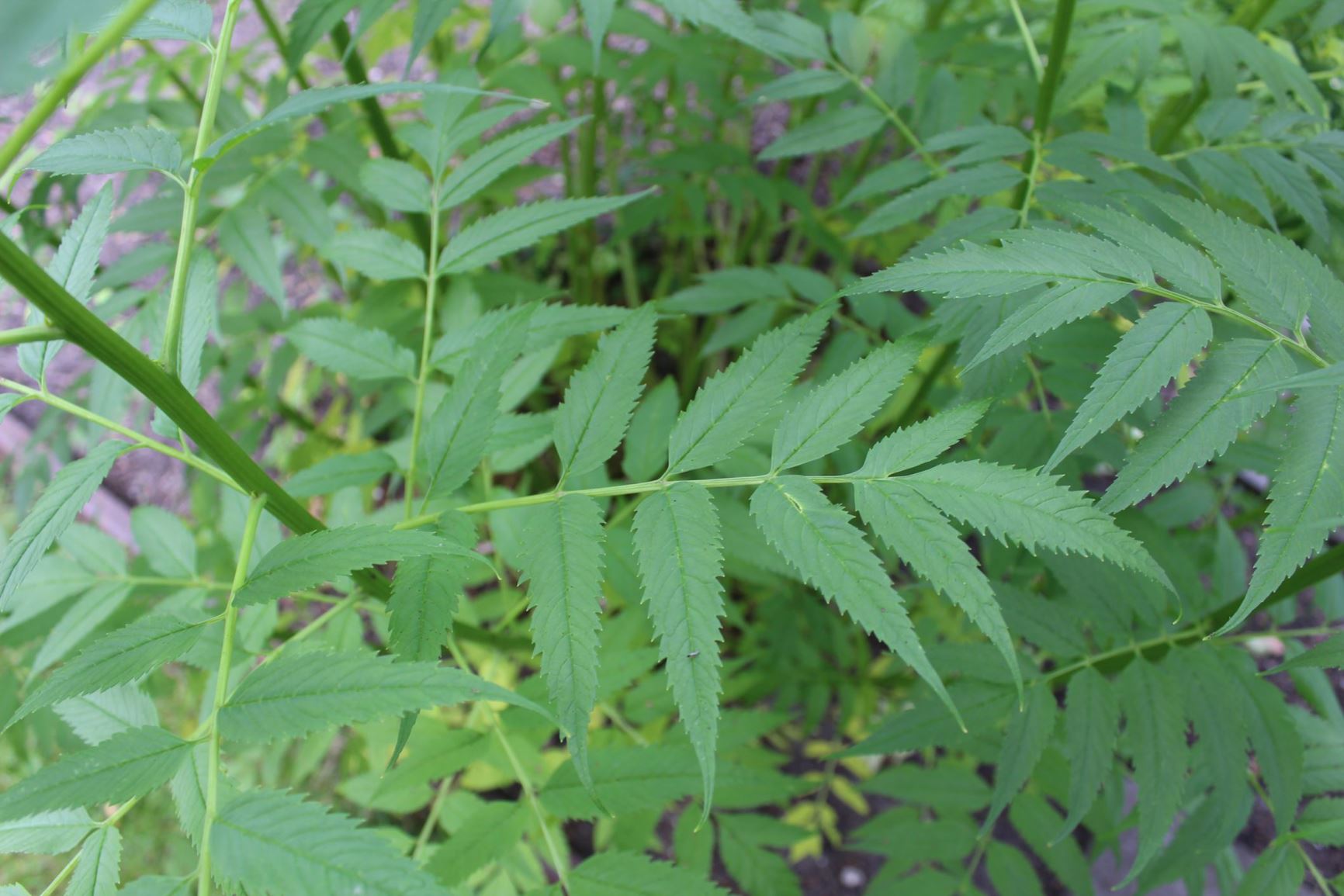 Datisca cannabina - Valse hennep, False hemp | Hortus Botanicus Leiden ...