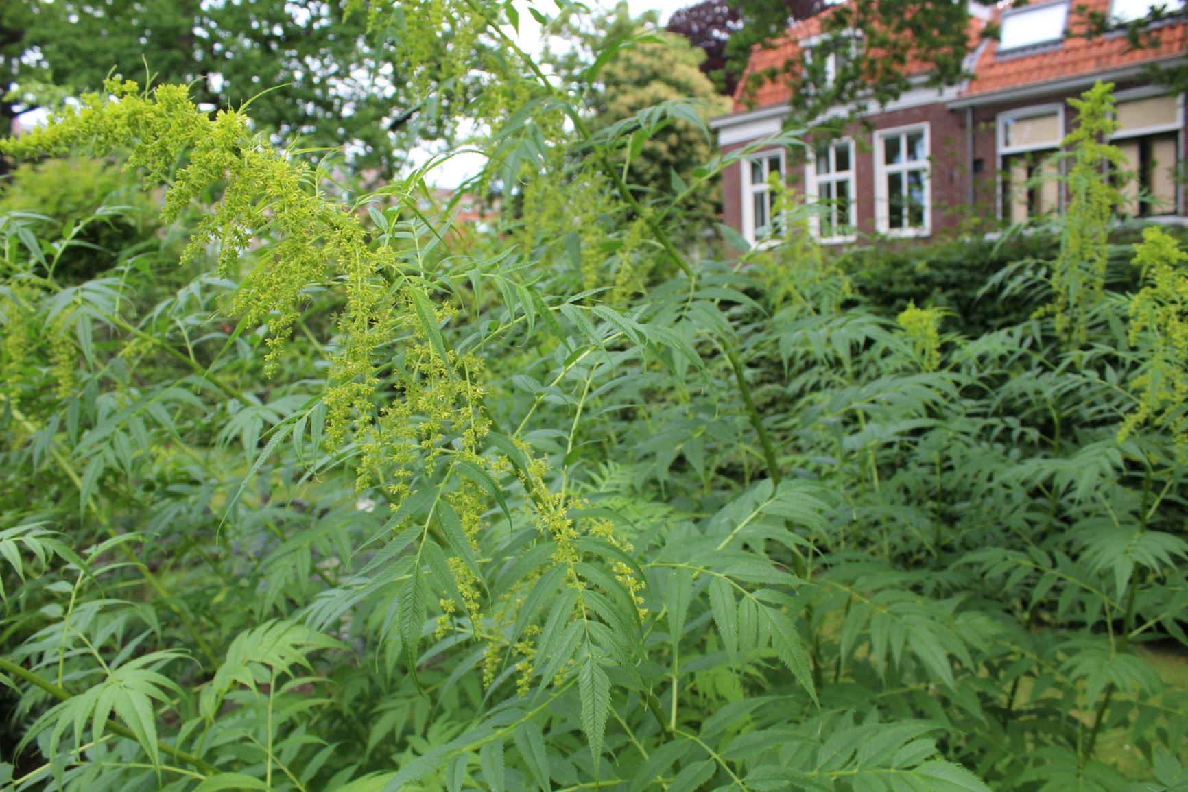 Datisca cannabina - Valse hennep, False hemp | Hortus Botanicus Leiden ...