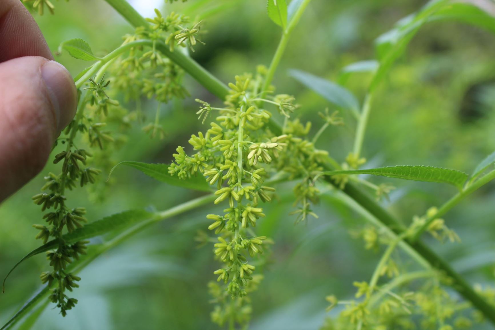 Datisca cannabina - Valse hennep, False hemp | Hortus Botanicus Leiden ...
