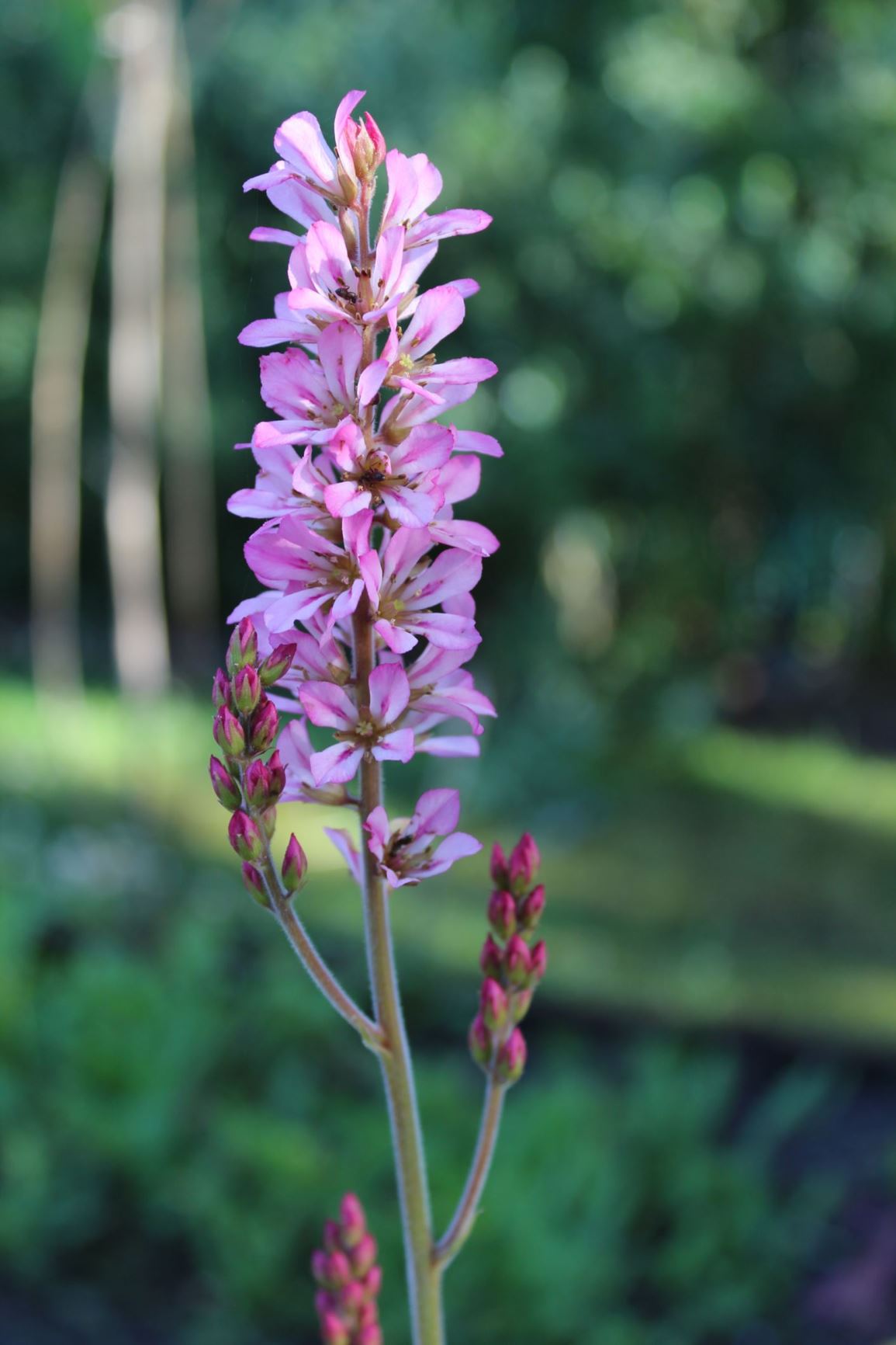 Francoa appendiculata var. sonchifolia | Hortus Botanicus Leiden ...