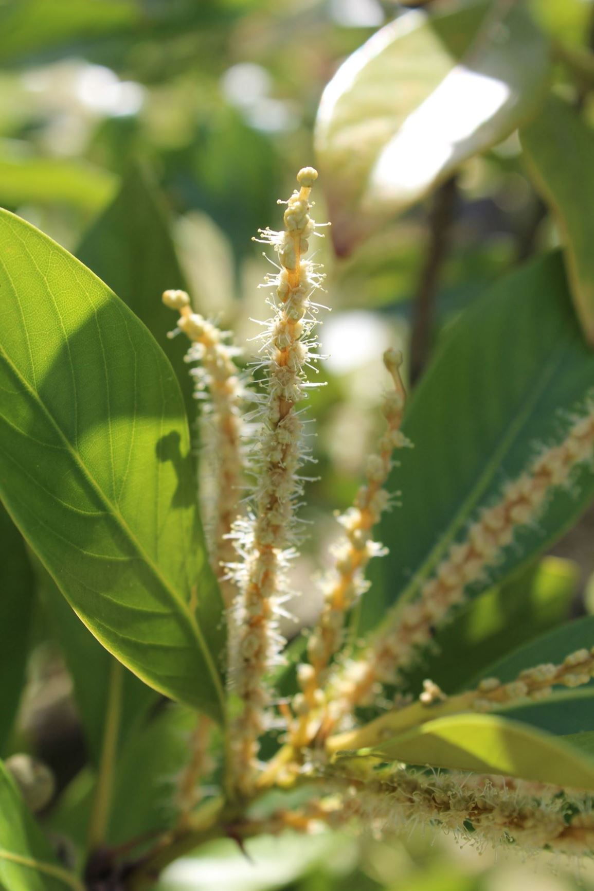 Quercus acuta - Japanese evergreen oak | Hortus Botanicus Leiden ...