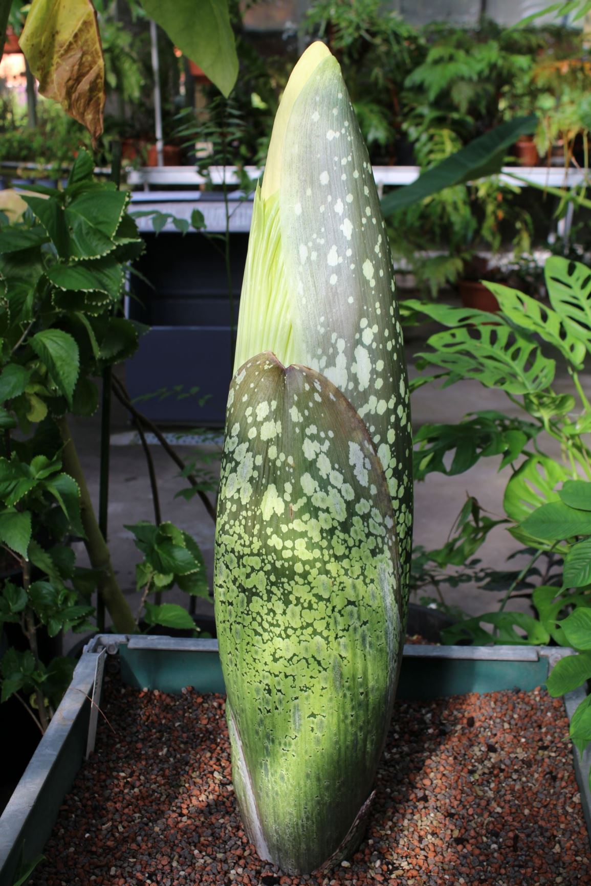 Amorphophallus titanum - Sumatraanse reuzenaronskelk, Titan Arum, Arum ...