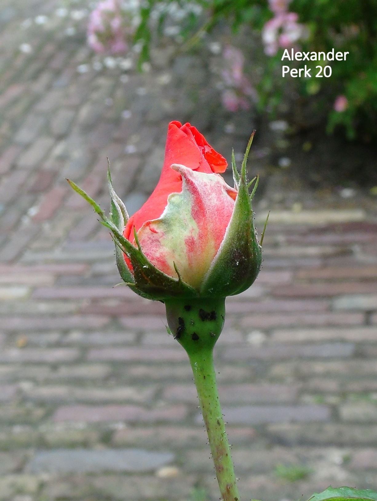 Rosa 'Alexander' | Hortus Botanicus Leiden, Netherlands