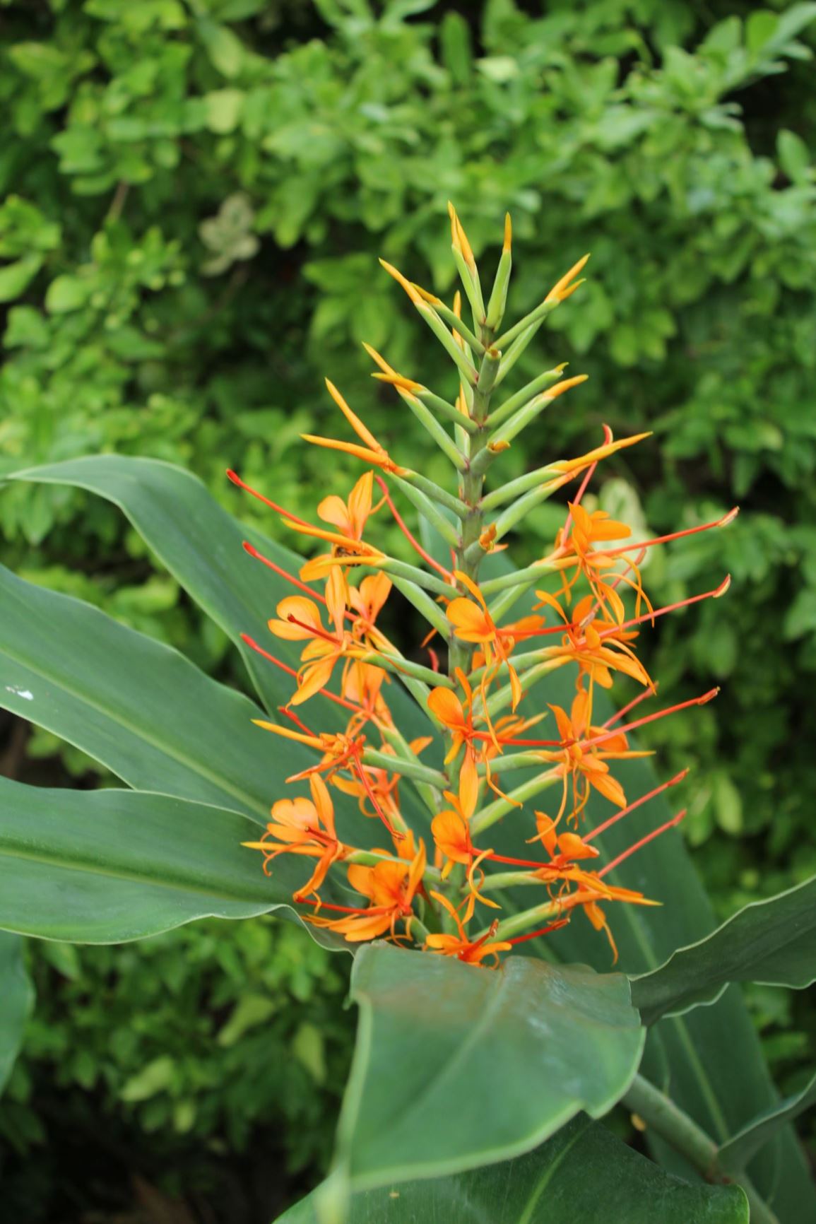 Hedychium longicornutum | Hortus Botanicus Leiden, Netherlands