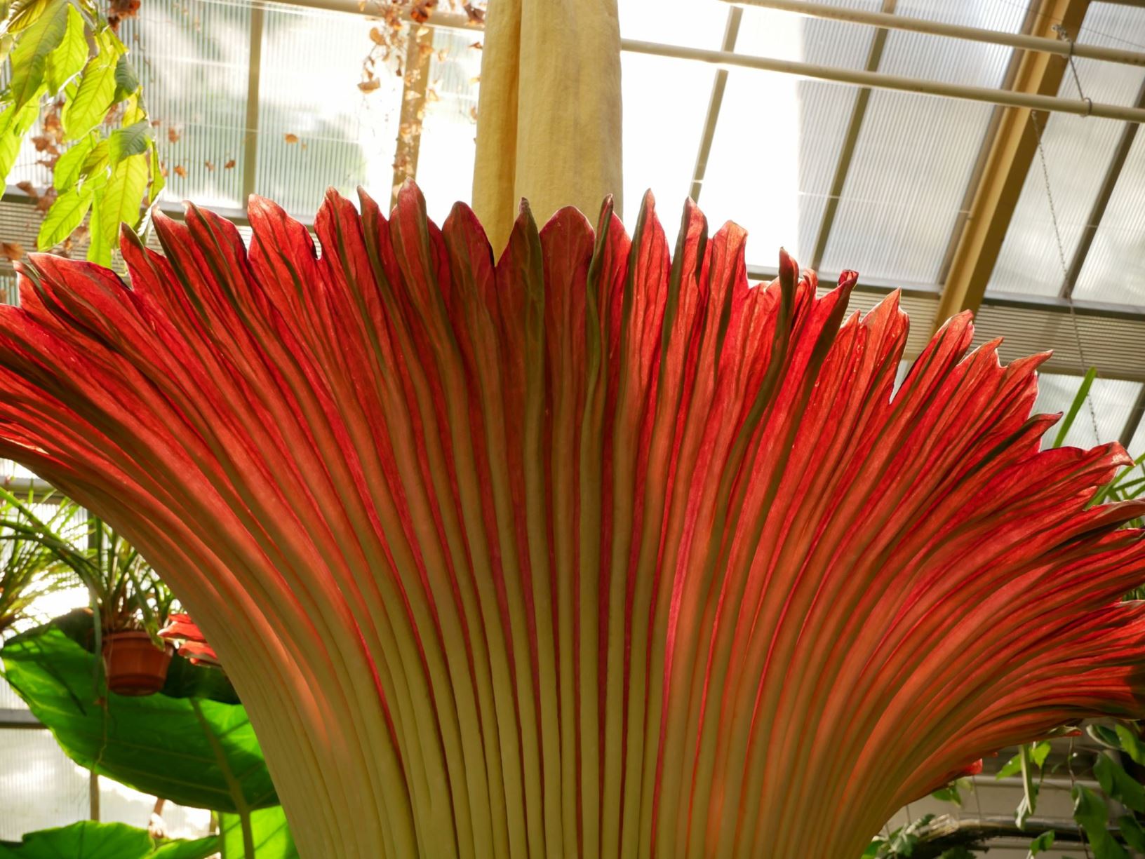 Amorphophallus titanum - Sumatraanse reuzenaronskelk, Titan Arum, Arum ...