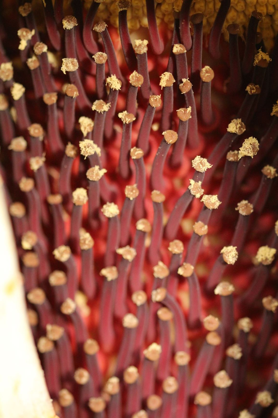 Amorphophallus titanum - Sumatraanse reuzenaronskelk, Titan Arum, Arum ...