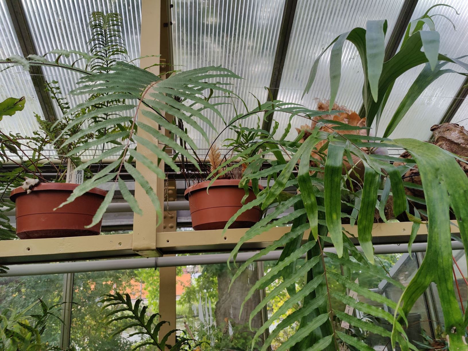 Drynaria rigidula | Hortus Botanicus Leiden, Netherlands