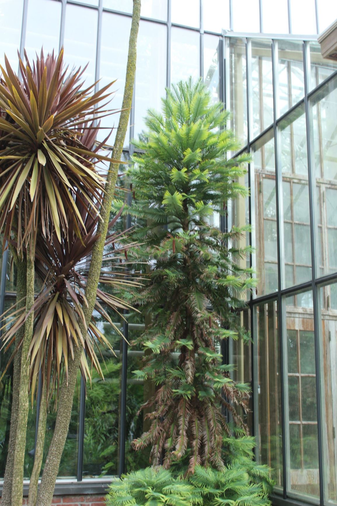 Browse W | Hortus Botanicus Leiden, Netherlands