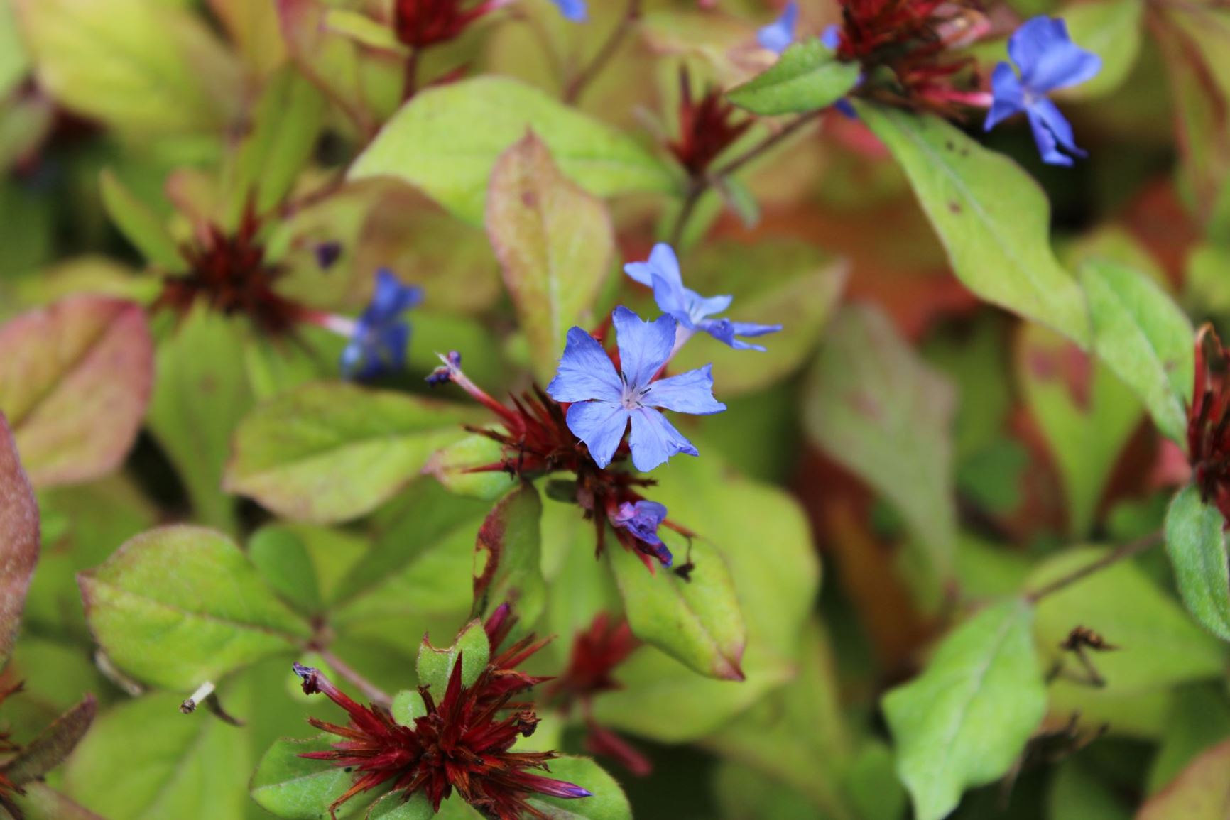 Ceratostigma plumbaginoides - Loodkruid, Hardy blue-flowered leadwort ...