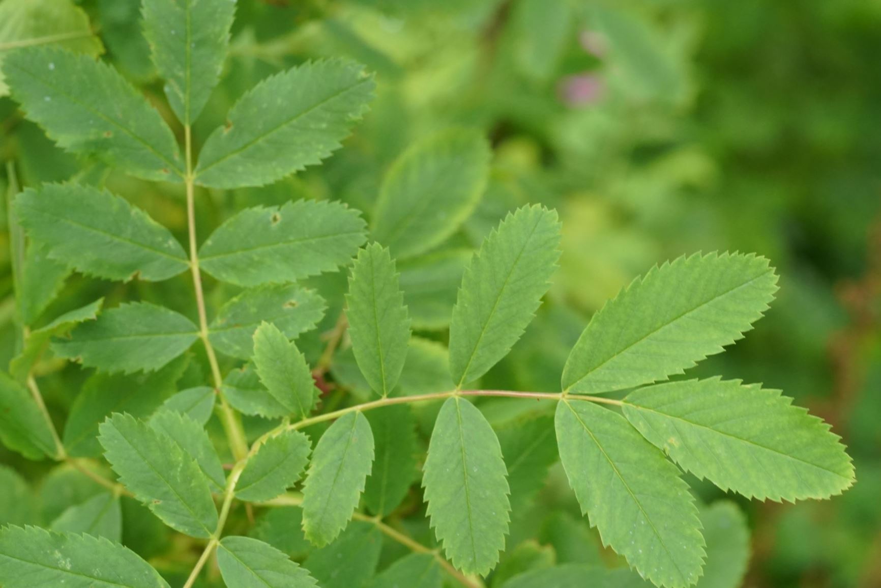 Rosa californica - California wildrose | Hortus Botanicus Leiden ...