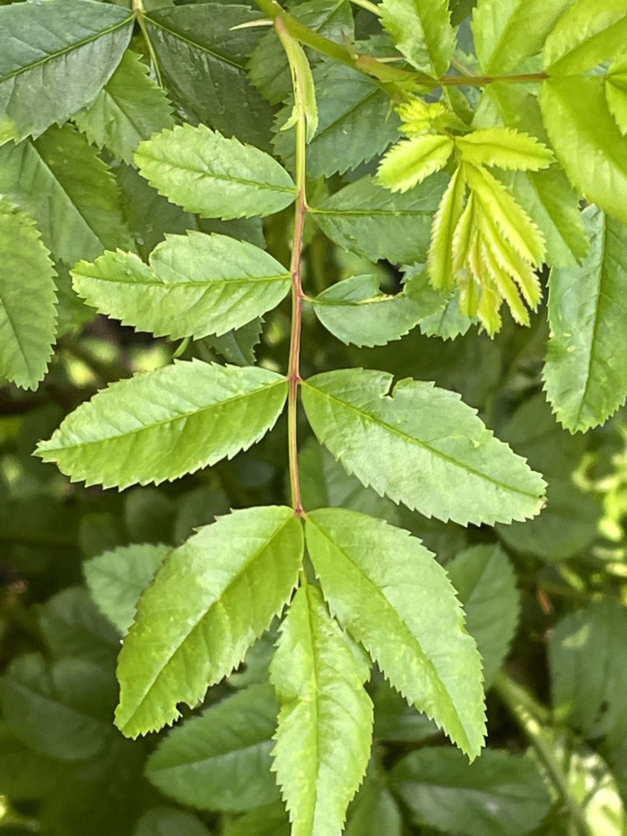 Rosa virginiana - Virginische roos, Virginia rose | Hortus Botanicus ...