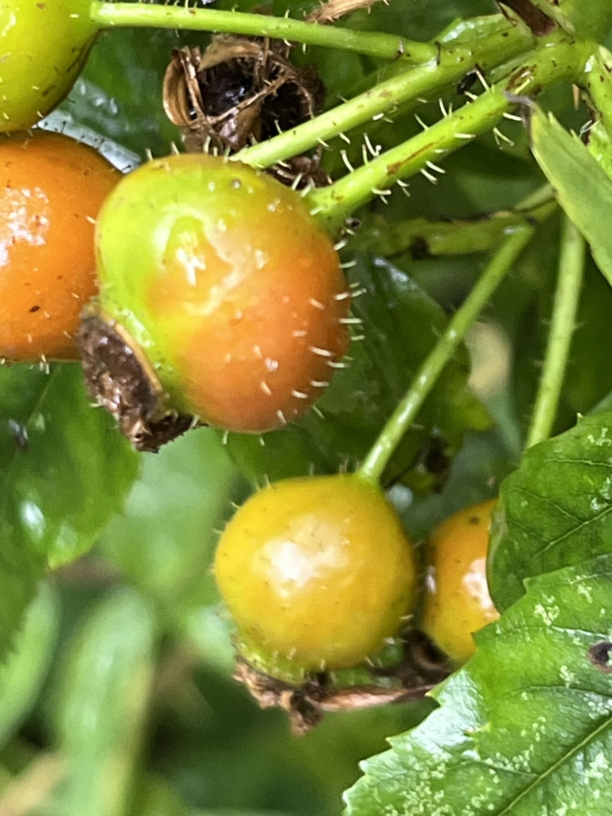 Rosa nitida - Shining rose | Hortus Botanicus Leiden, Netherlands
