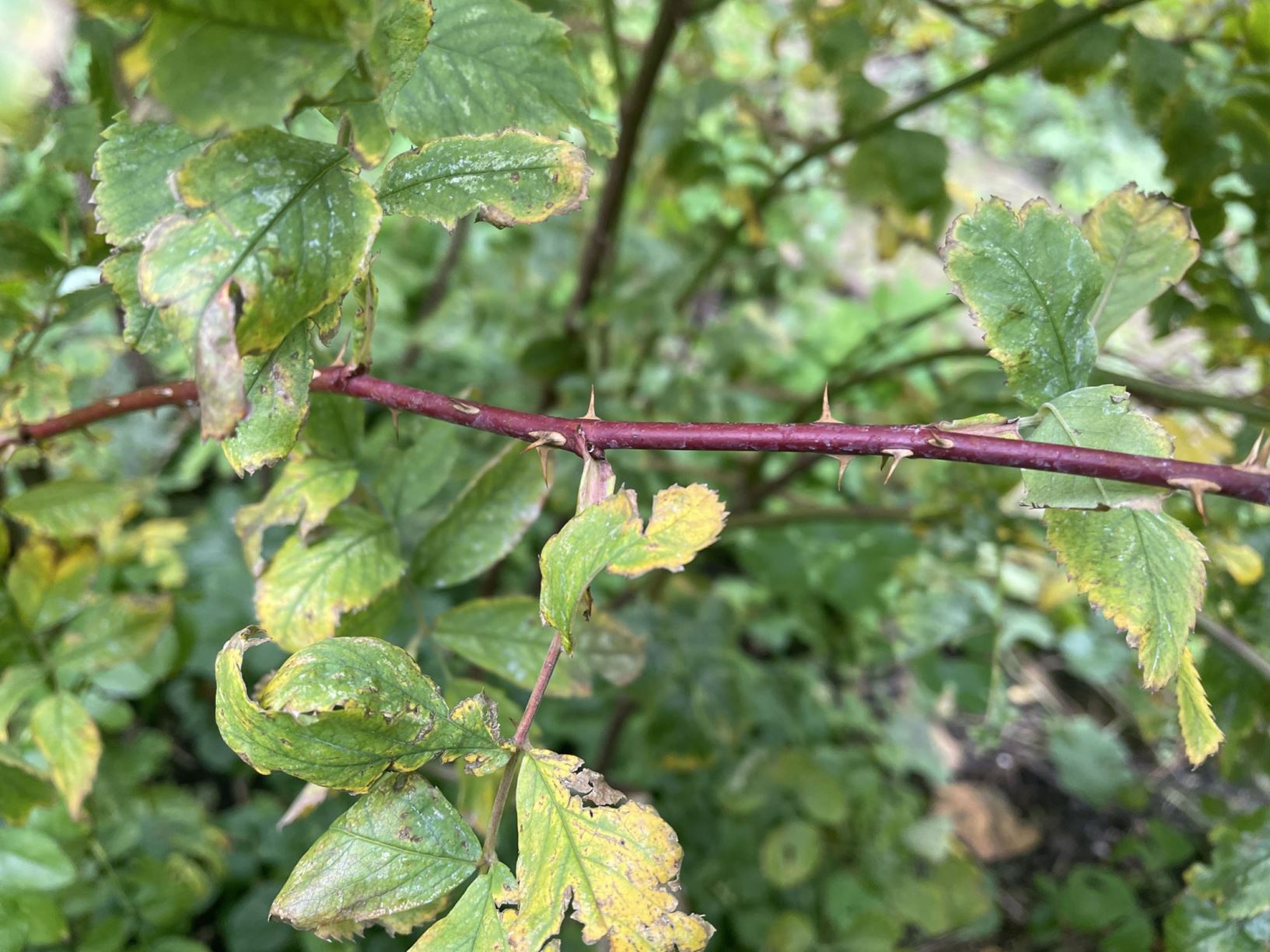 Rosa nitida - Shining rose | Hortus Botanicus Leiden, Netherlands