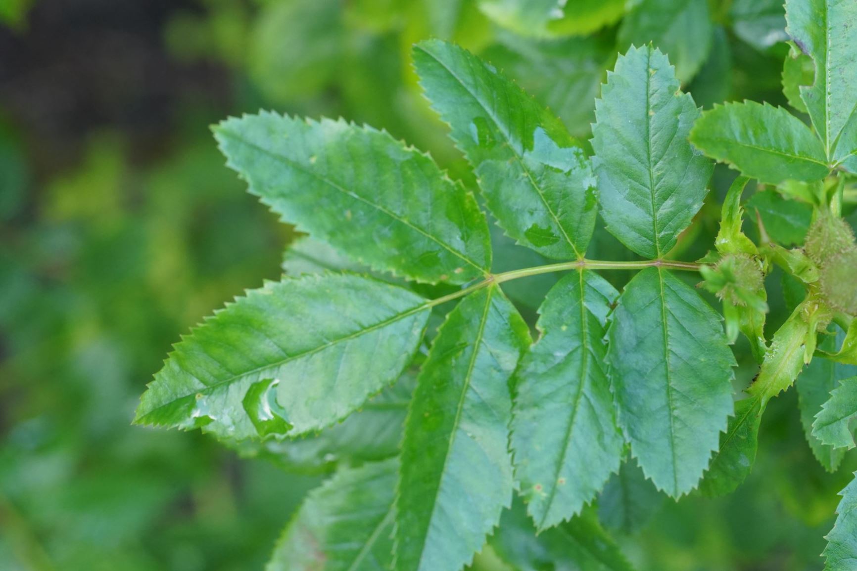 Rosa palustris - Moerasroos, The Swamp Rose | Hortus Botanicus Leiden ...