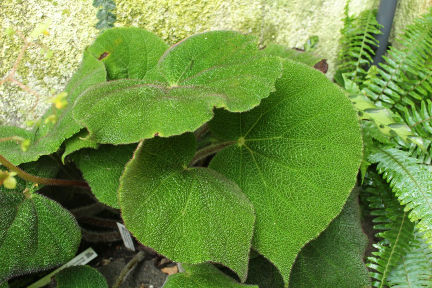 Begonia masoniana 'Jungle' | Hortus Botanicus Leiden, Netherlands