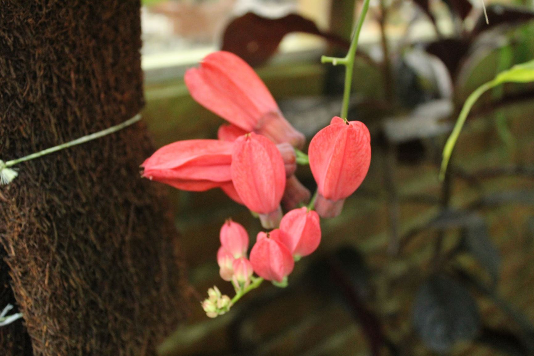 Passiflora princeps - Red passion flower | Hortus Botanicus Leiden ...