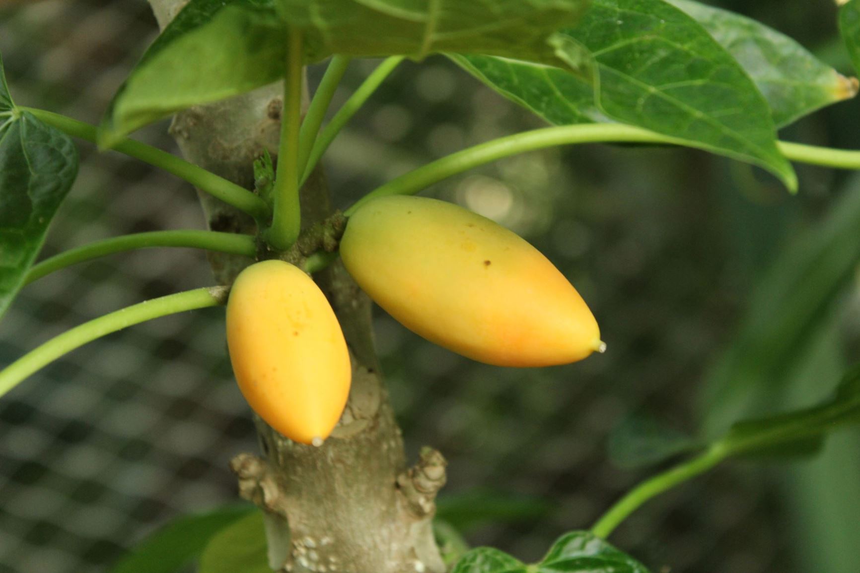 Vasconcellea monoica | Hortus Botanicus Leiden, Netherlands