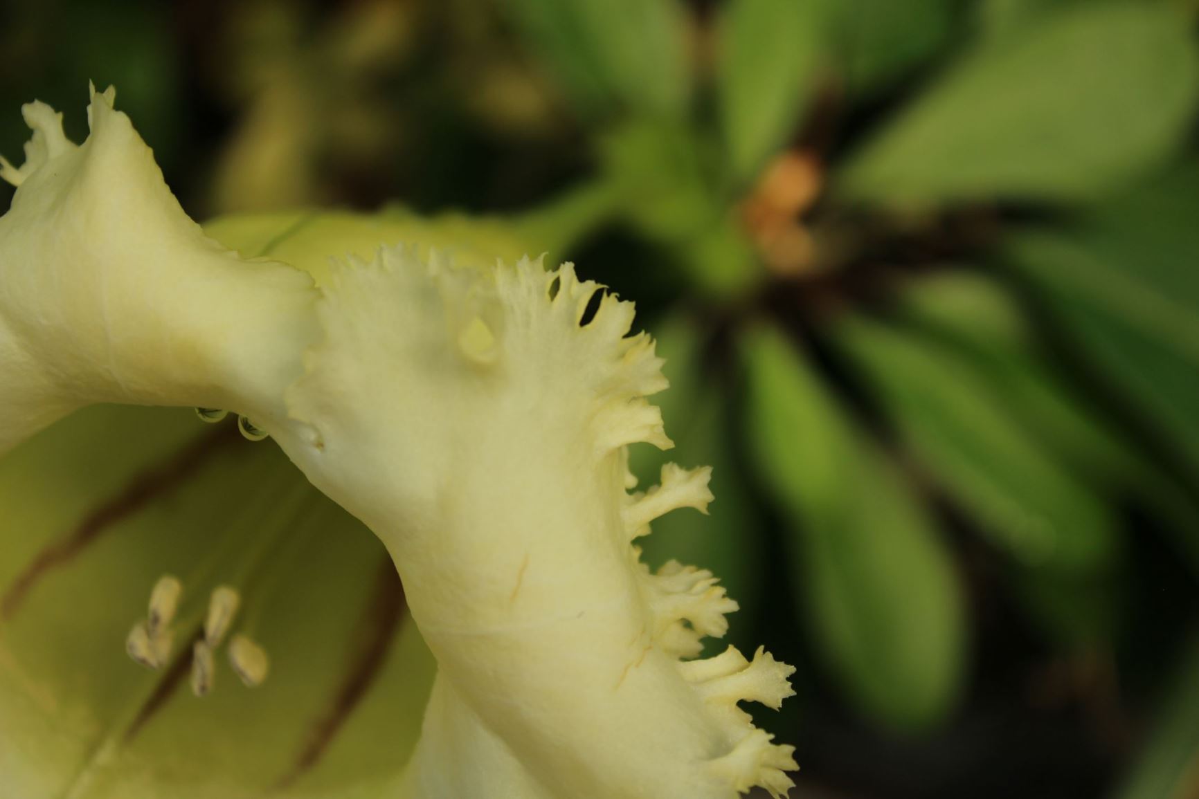 Solandra longiflora | Hortus Botanicus Leiden, Netherlands