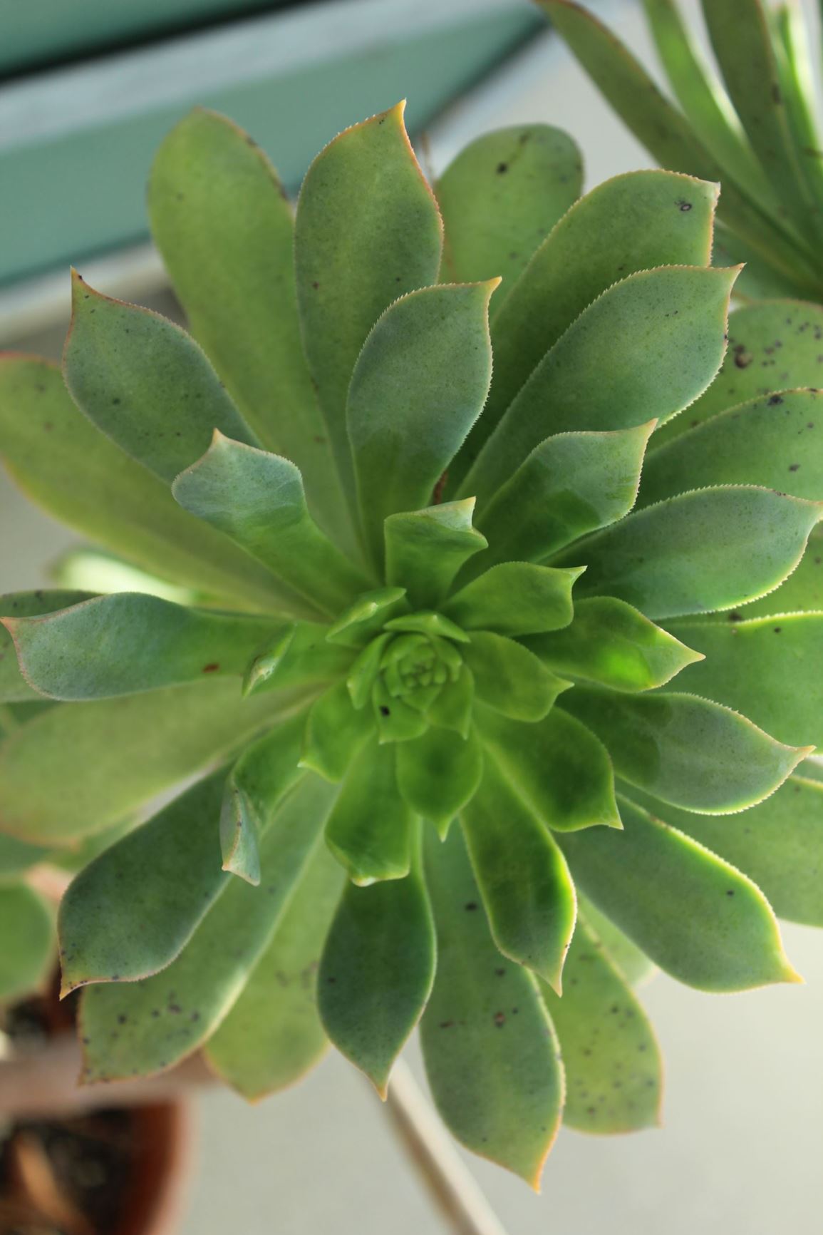 Aeonium percarneum | Hortus Botanicus Leiden, Netherlands