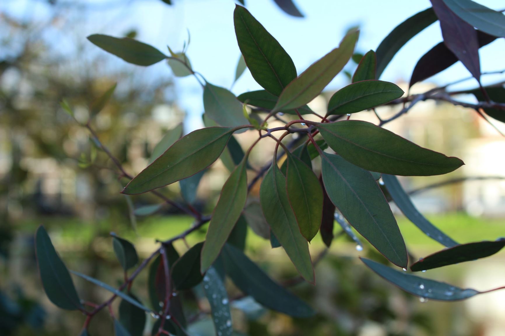 Eucalyptus sideroxylon 'Rosea' - Red Flowered Ironbark | Hortus ...
