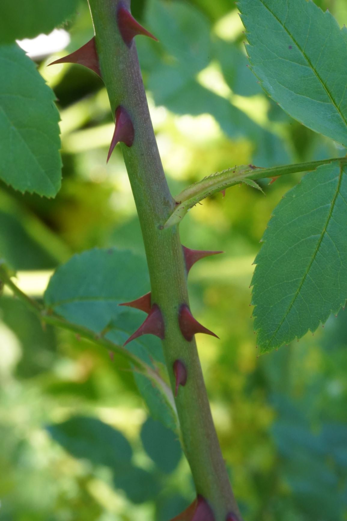 Rosa orientalis | Hortus Botanicus Leiden, Netherlands