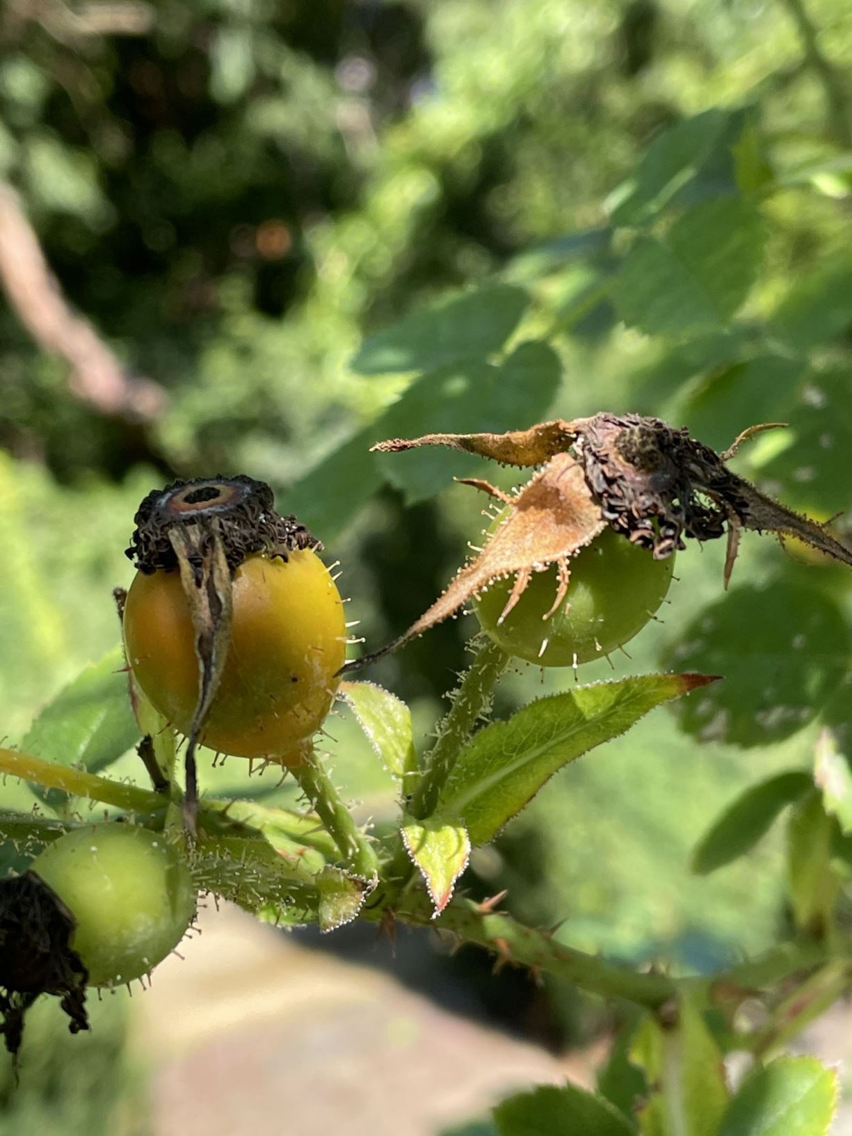 Rosa 'Amy Robsart' | Hortus Botanicus Leiden, Netherlands