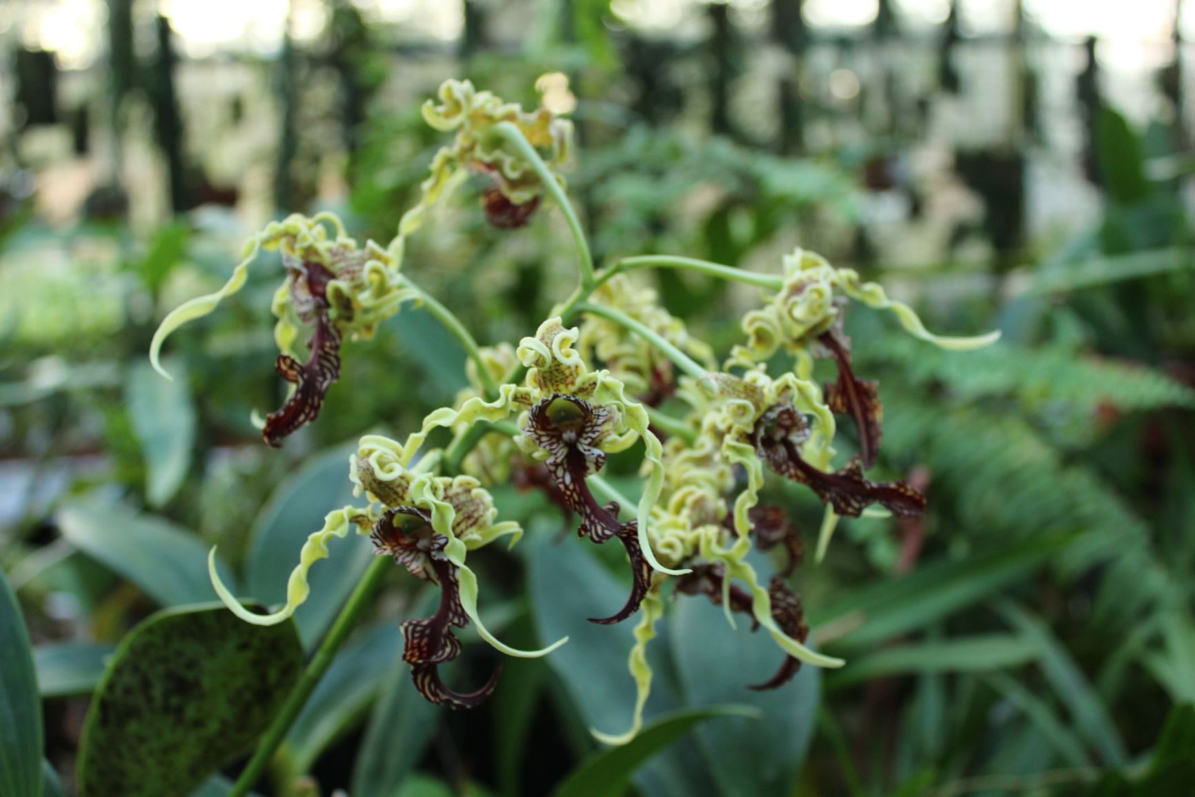 Dendrobium spectabile | Hortus Botanicus Leiden, Netherlands