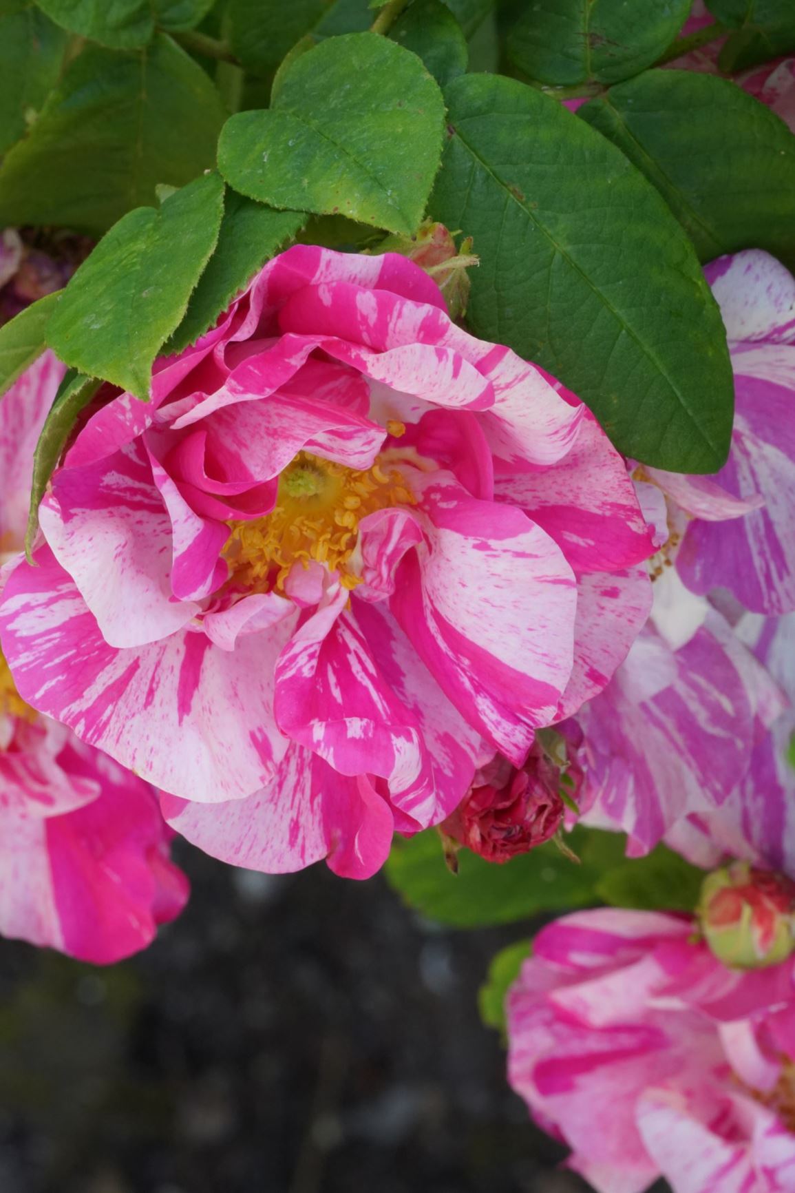 Rosa 'Versicolor' | Hortus Botanicus Leiden, Netherlands