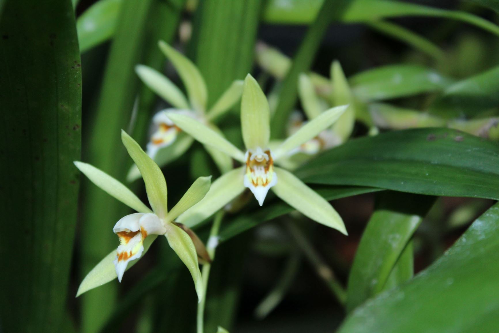 Eria albolutea | Hortus Botanicus Leiden, Netherlands