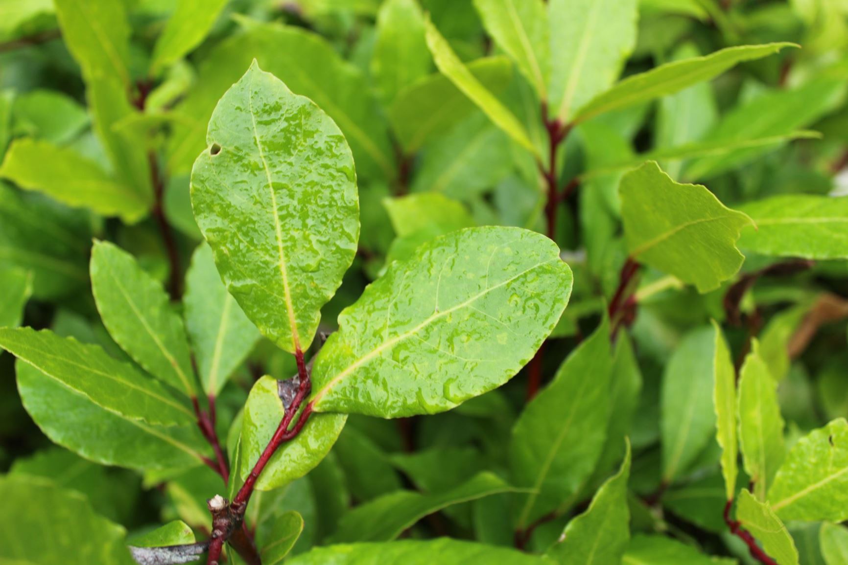Laurus nobilis 'Undulata' - Laurierboom | Hortus Botanicus Leiden ...