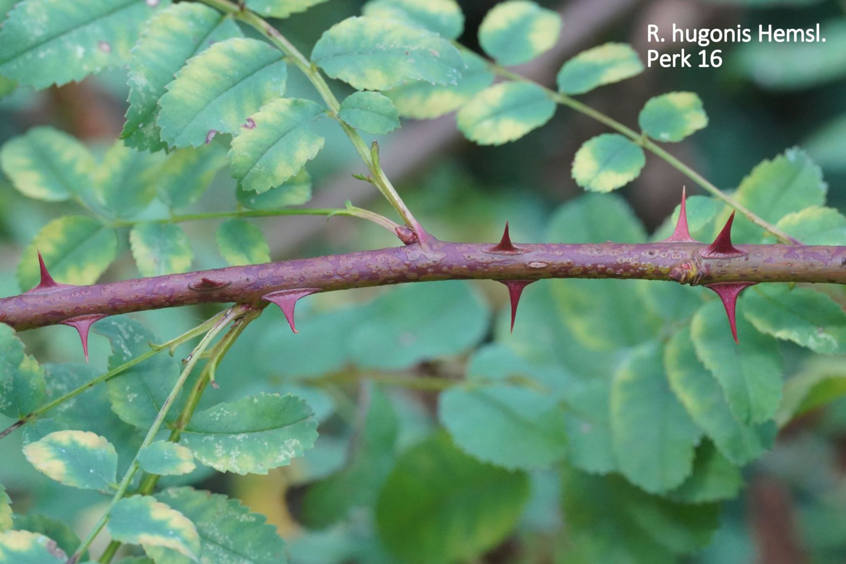 Rosa hugonis - Chinese goudroos, Golden Rose of China, Father Hugo's ...