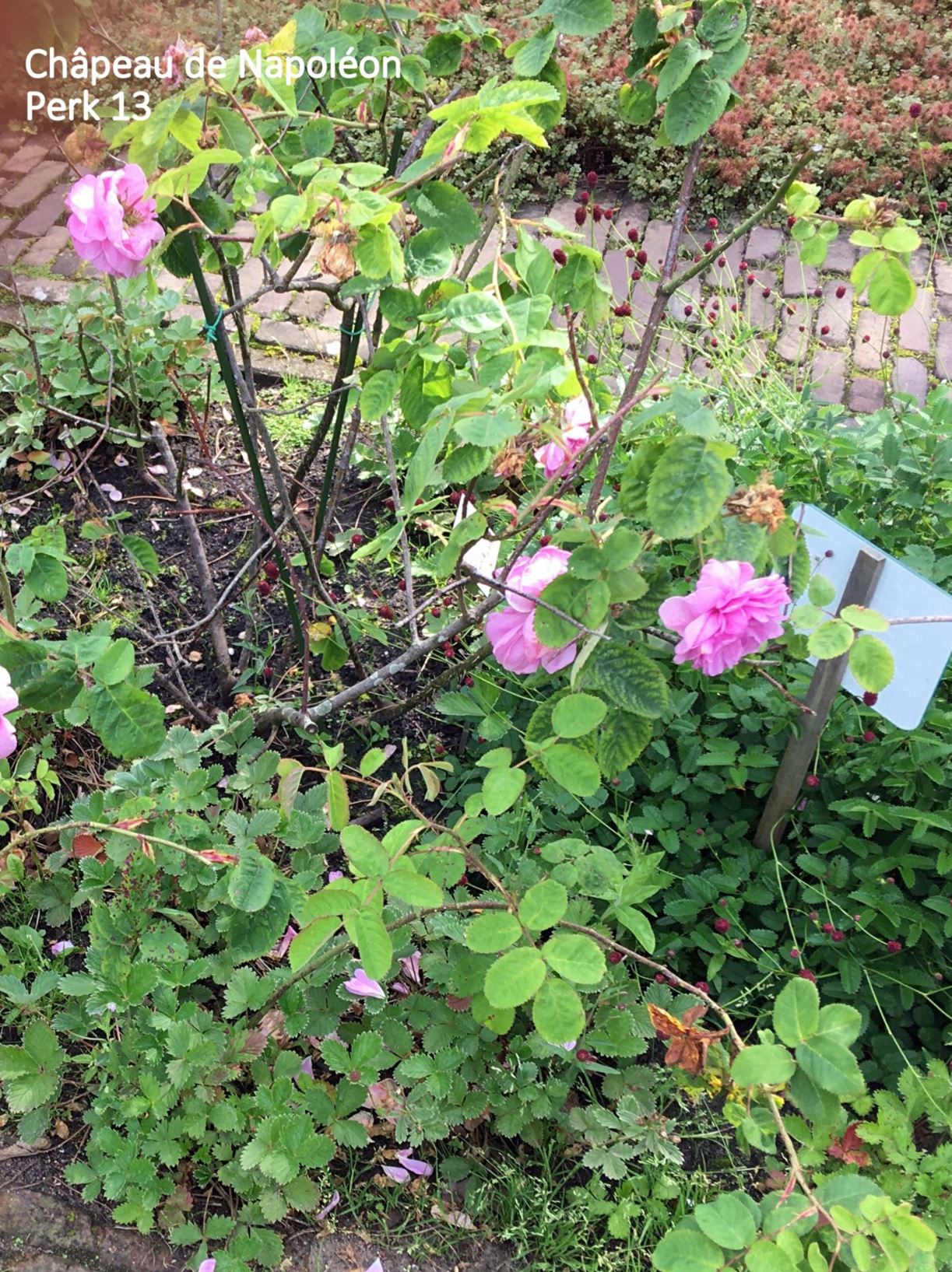 Rosa 'Cristata' - Châpeau de Napoléon, Crested Moss Rose | Hortus ...