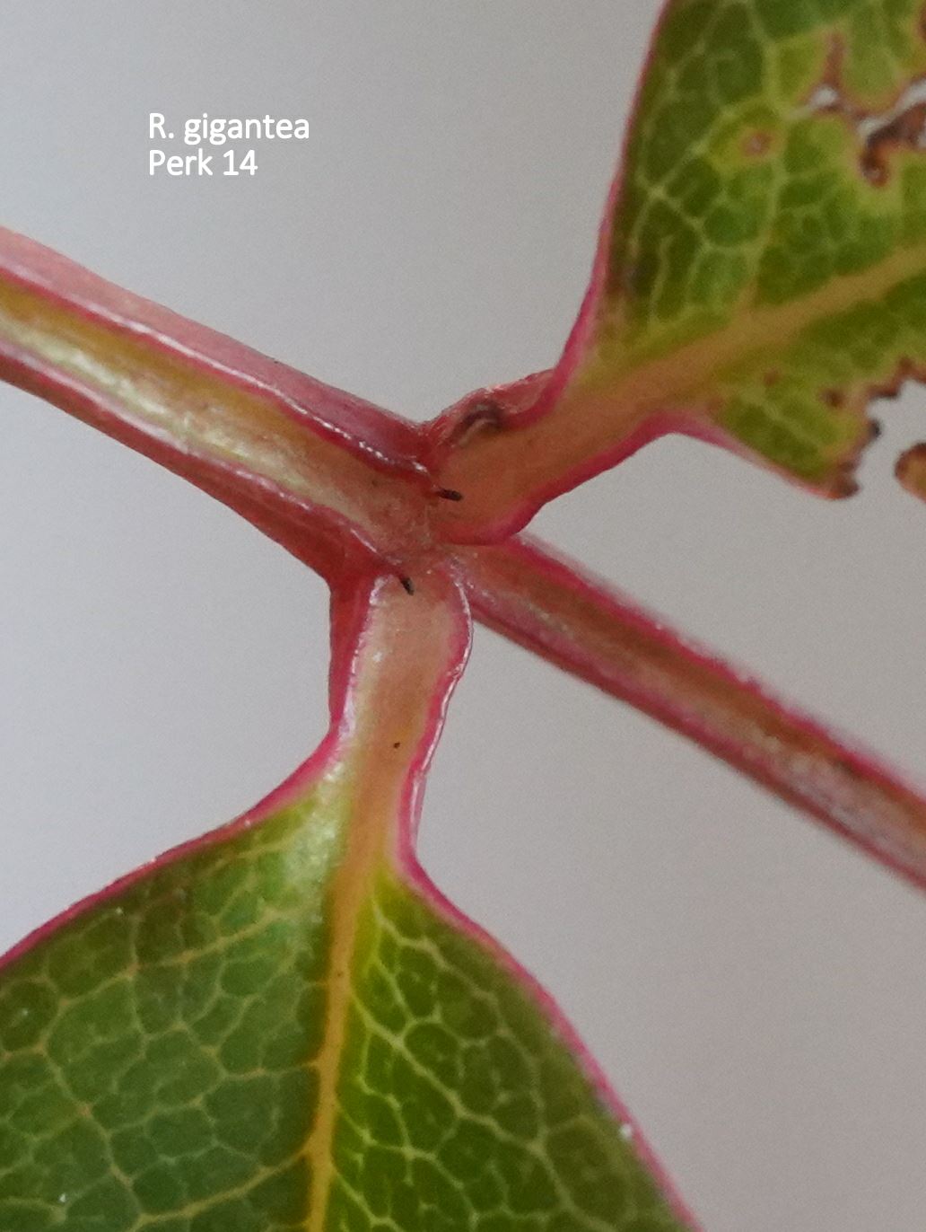 Rosa gigantea - 大花香水月季 da hua xiang shui yue ji | Hortus Botanicus ...