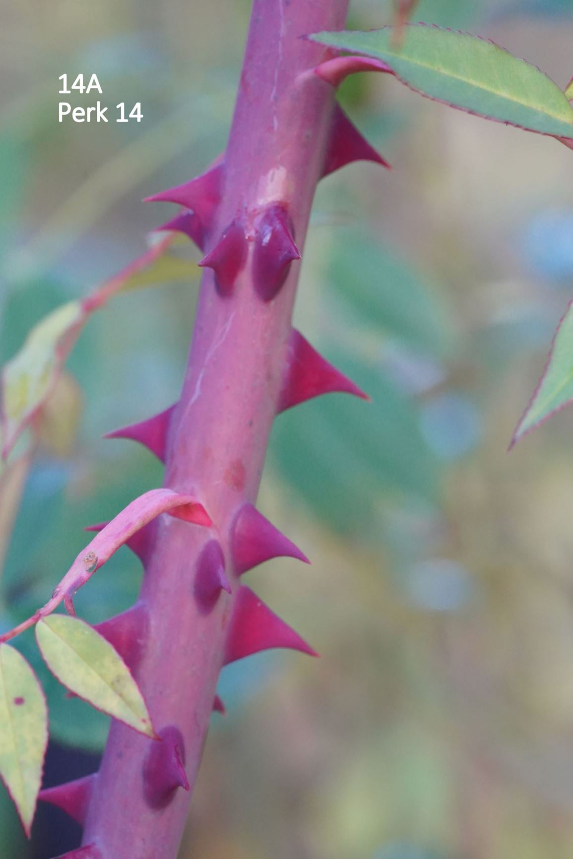 Rosa gigantea - 大花香水月季 da hua xiang shui yue ji | Hortus Botanicus ...