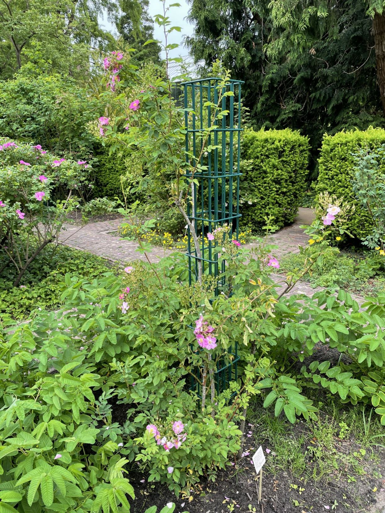 Rosa multiflora var. platyphylla - Seven Sisters Rose | Hortus ...