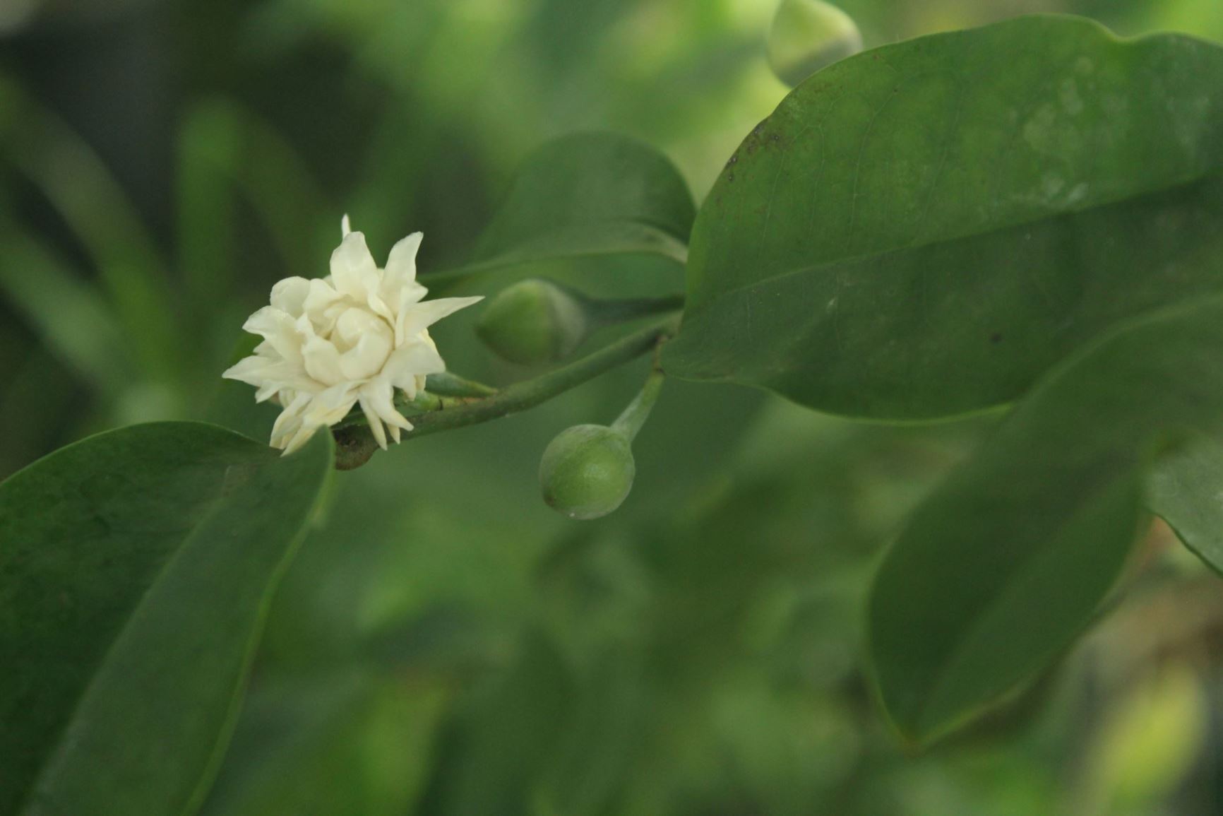 Eupomatia laurina - bolwarra, native guava, copper laurel | Hortus ...