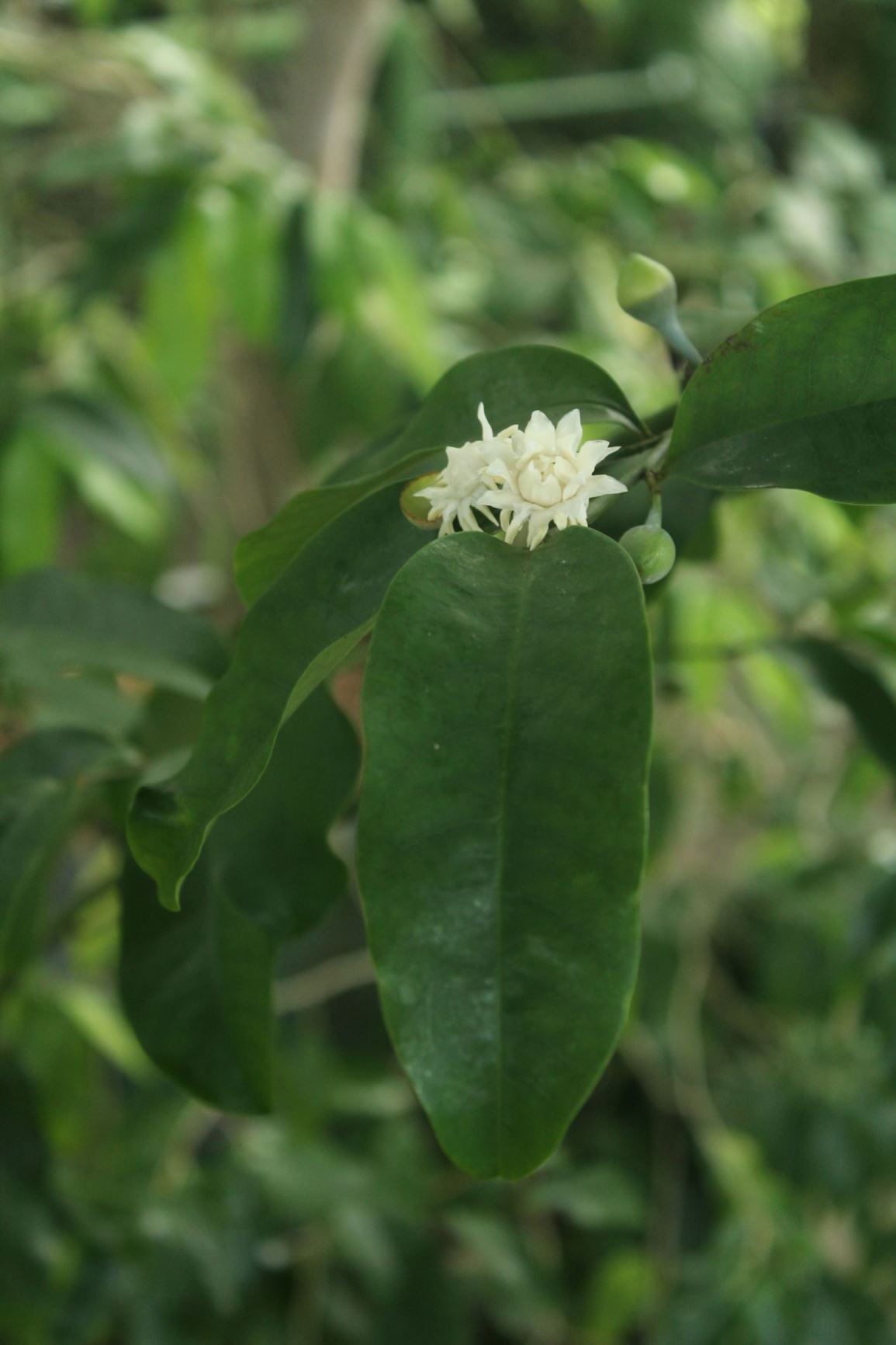 Eupomatia laurina - bolwarra, native guava, copper laurel | Hortus ...
