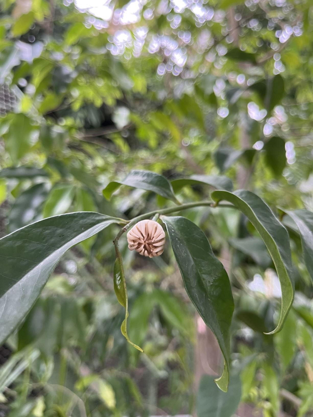 Eupomatia laurina - bolwarra, native guava, copper laurel | Hortus ...